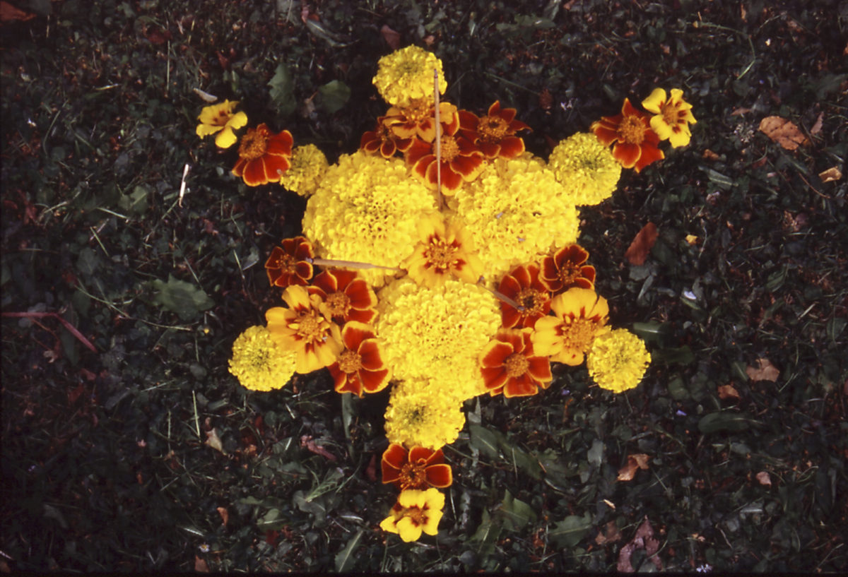 Sriwhana Spong - Michael Lett