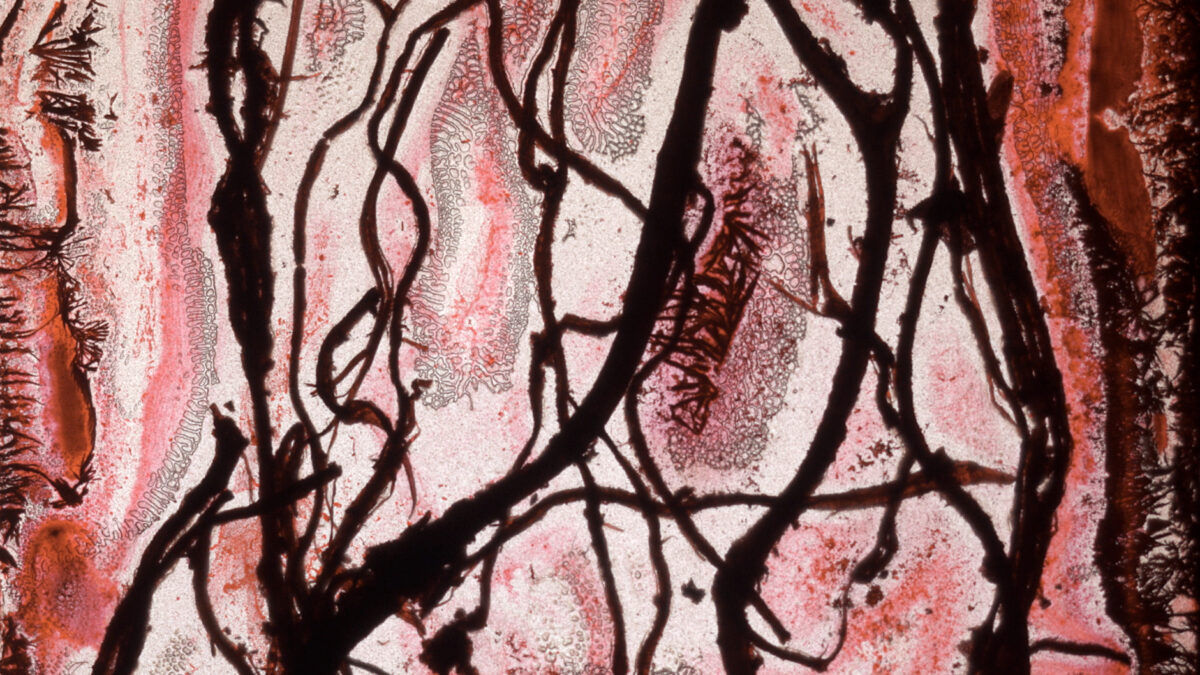 Sriwhana Spong - Michael Lett