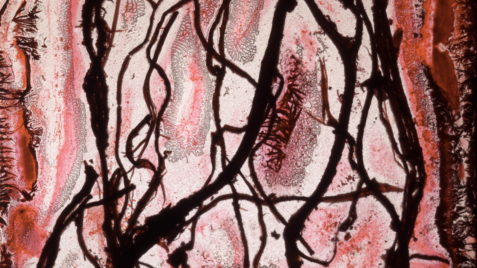 Sriwhana Spong - Michael Lett